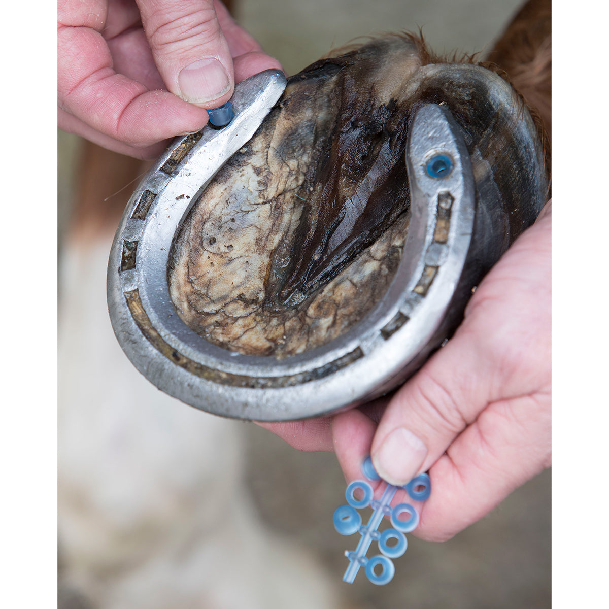 LeMieux Stud Plugz 6-pack | – Paddock Saddlery