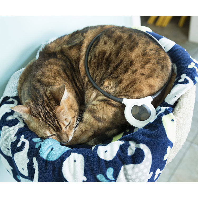 Assisi Loop 2.0 20cm tPEMF Therapy – Paddock Saddlery