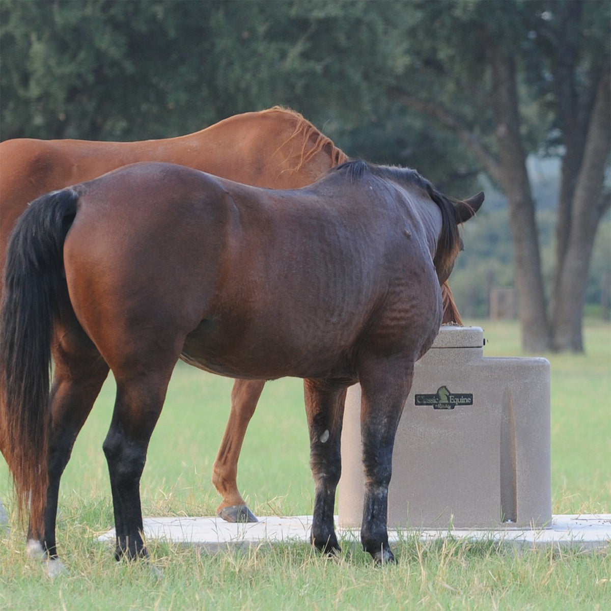 Classic Equine Auto Fount Double Insulated Automatic Waterer – Paddock ...