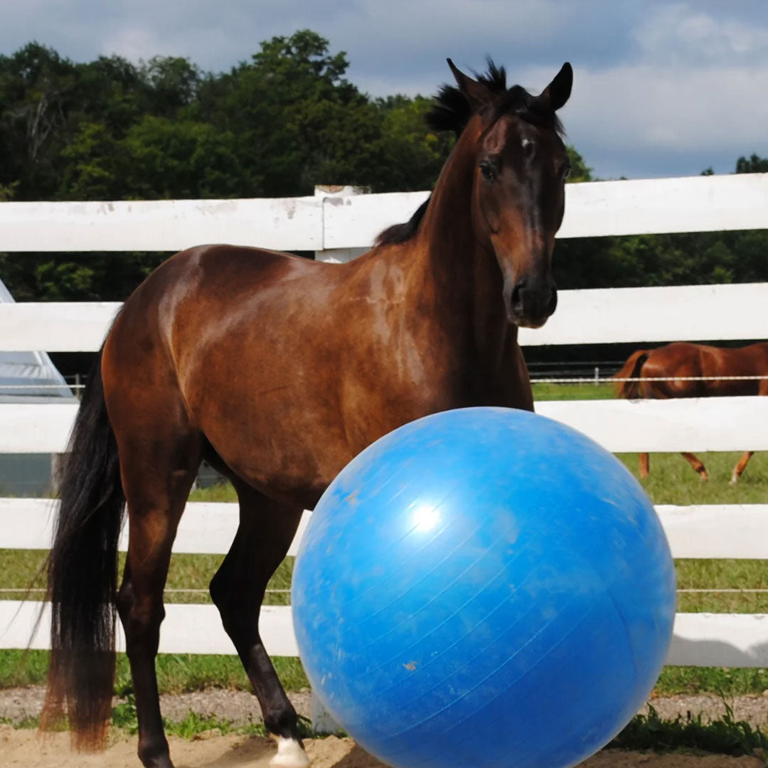 Jolly Mega Ball | Horse Toys | – Paddock Saddlery