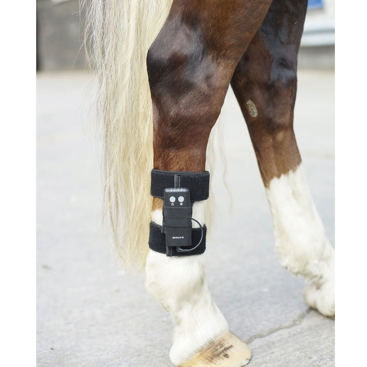 Arc Equine Replacement Leg Straps – Paddock Saddlery