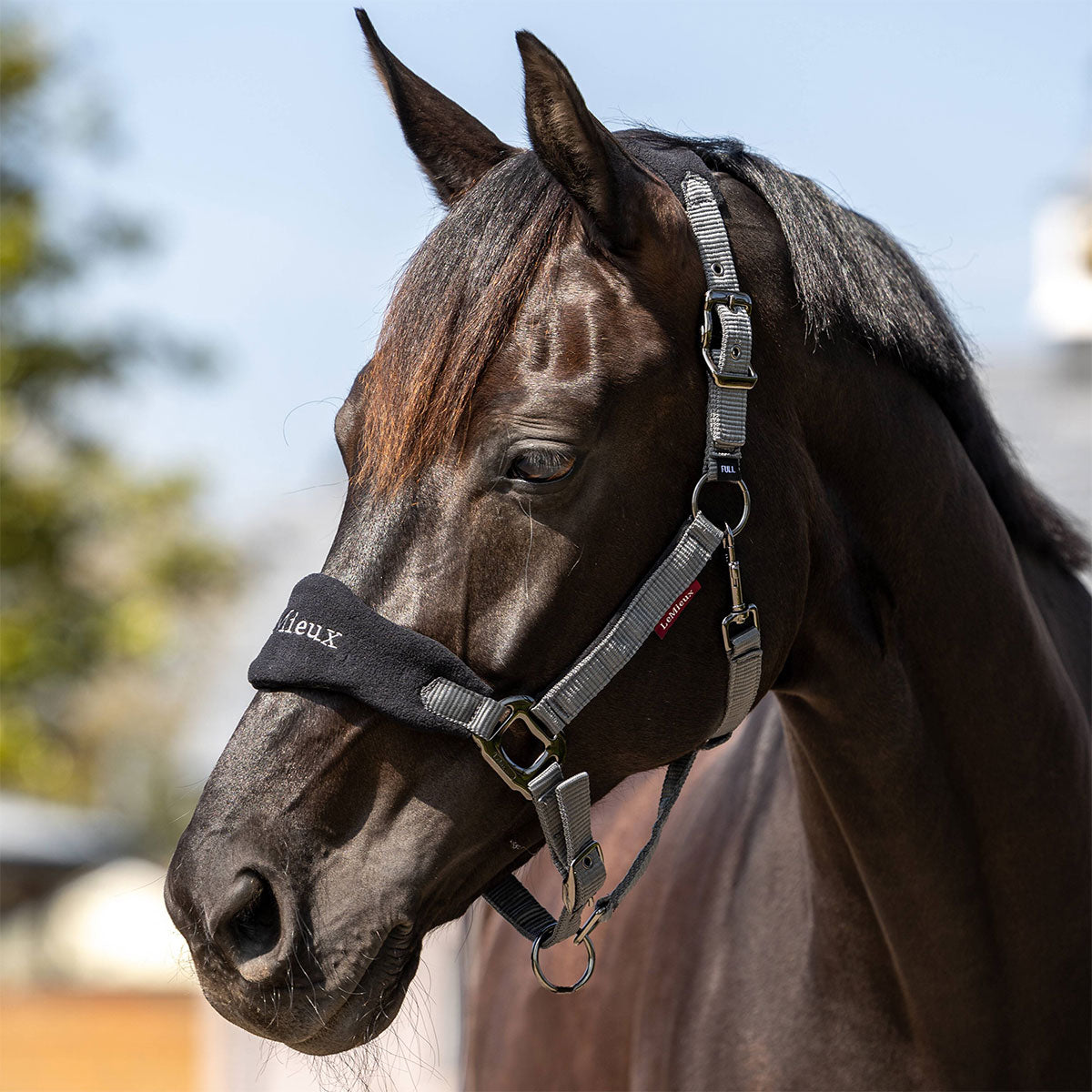 LeMieux Vogue Halter and Leadrope Set – Paddock Saddlery