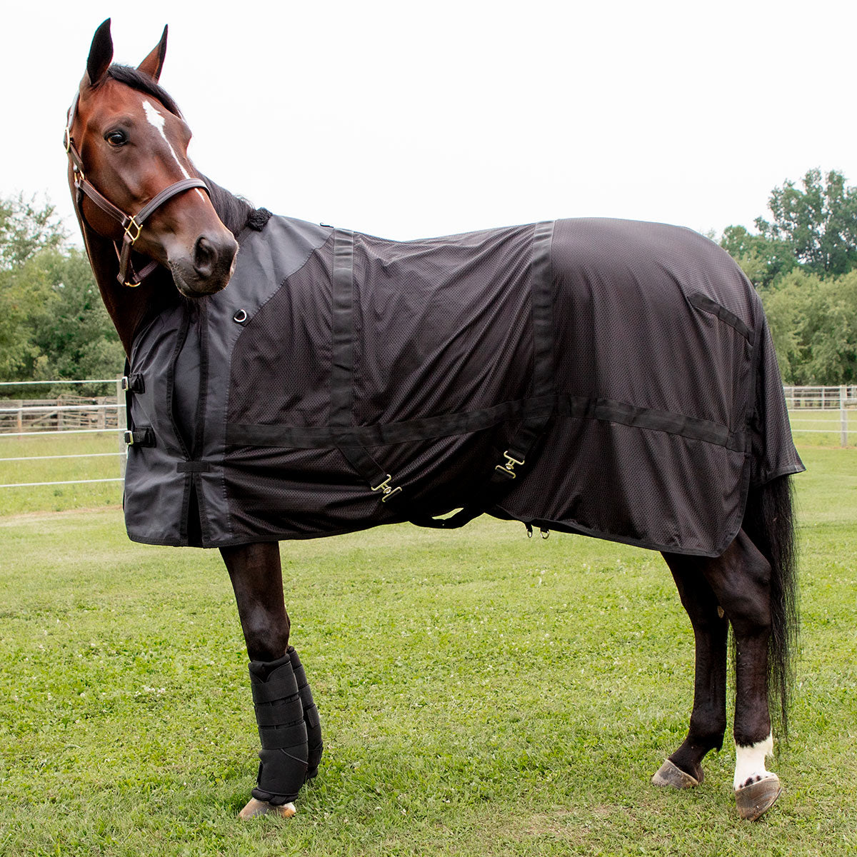 Country Pride Therapy Collection Ceramic Mesh Sheet – Paddock Saddlery