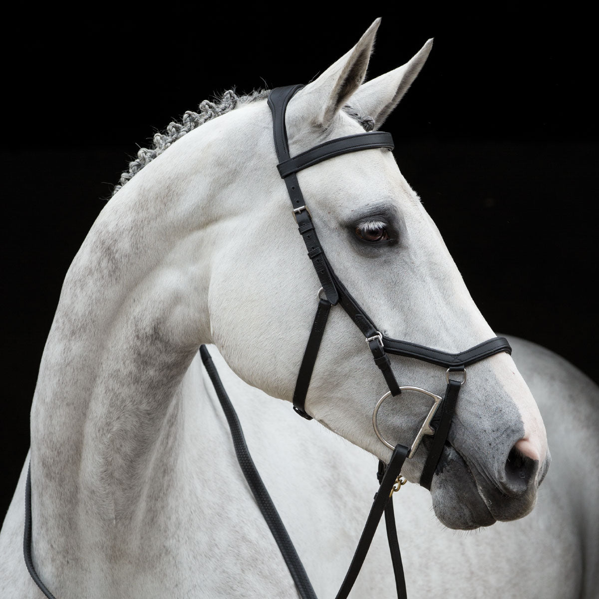 Shop Quality Equestrian Products | Paddock Saddlery