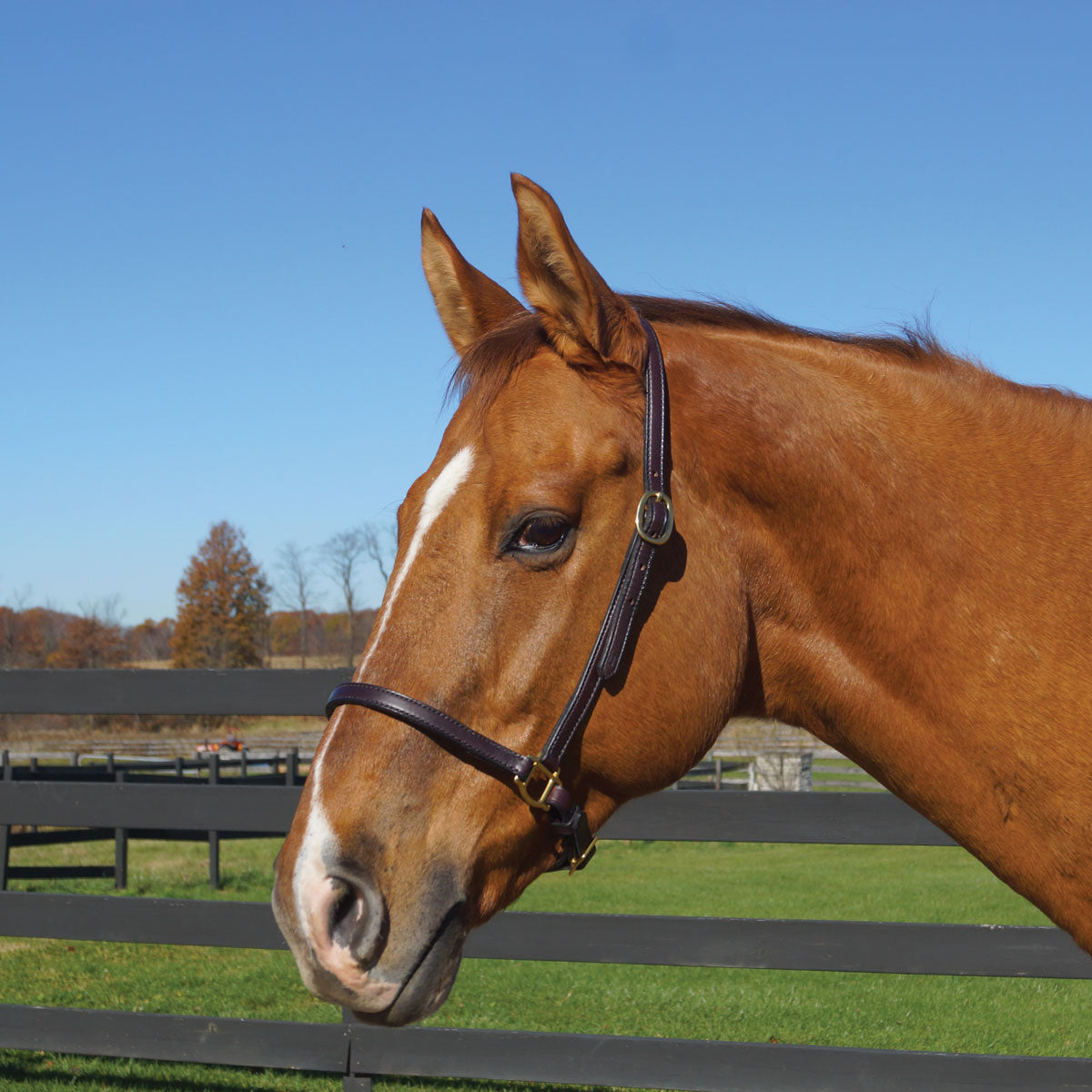 Leather Grooming Halter | Tory | Horse Halter – Paddock Saddlery