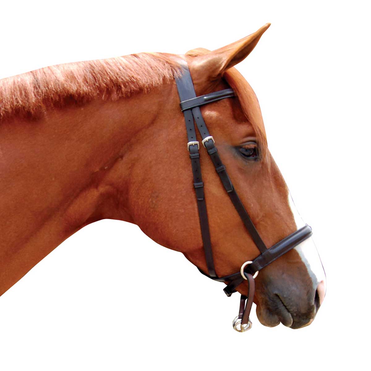 Dr Cook Leather Bitless Bridle Dark Brown | Hackamore – Paddock Saddlery