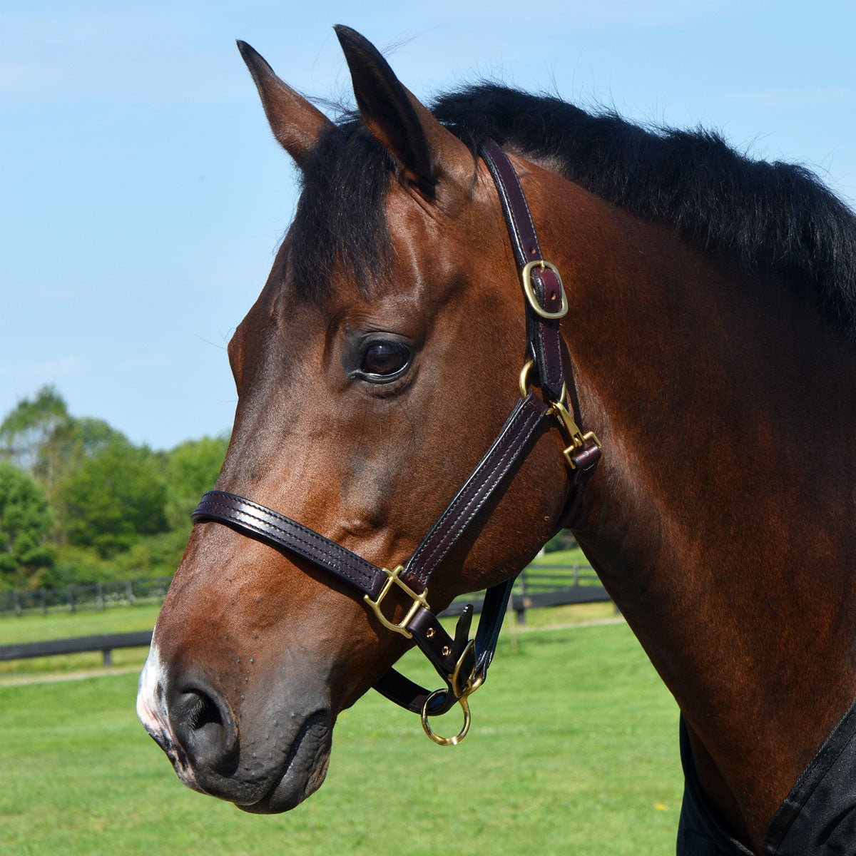 Triple Stitched Leather Horse Halter | – Paddock Saddlery