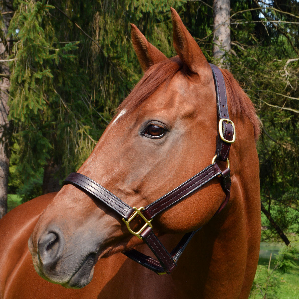 Thoroughbred Style Leather Horse Halter | Made in USA – Paddock Saddlery