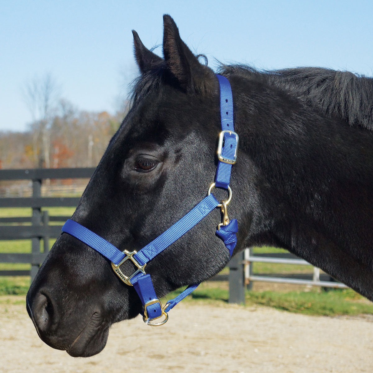 Weaver Original Large Horse Nylon Halter – Paddock Saddlery