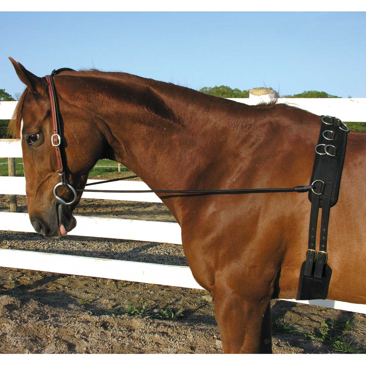 Elastic Neck Stretcher Headsetter | Camelot Training Tack – Paddock ...
