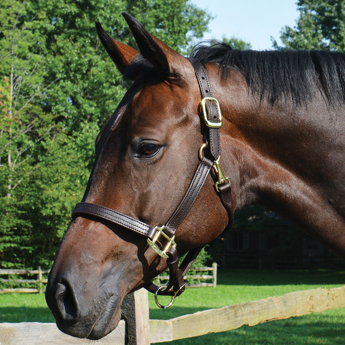 Triple Stitched 1 Inch Leather Halter | – Paddock Saddlery
