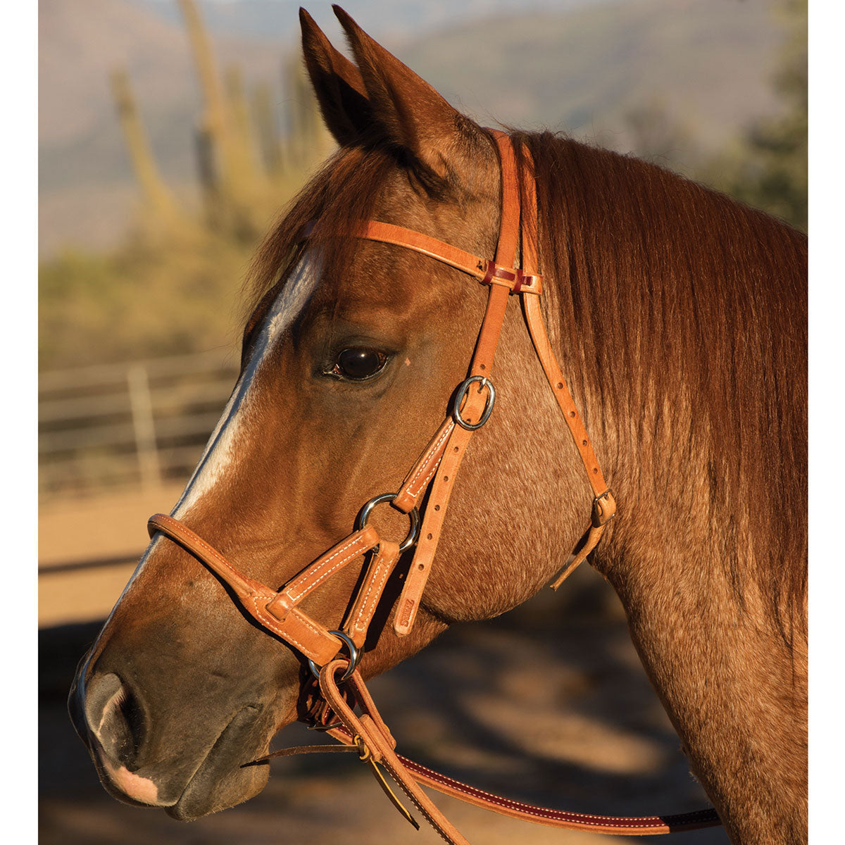 Professionals Choice Round Leather Nose Side Pull | – Paddock Saddlery