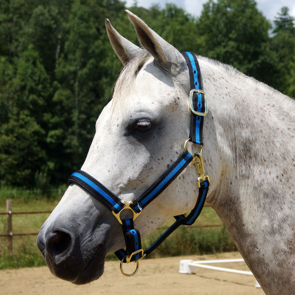 Padded Two Tone Nylon Horse Halter | Big Dee's Tack – Paddock Saddlery