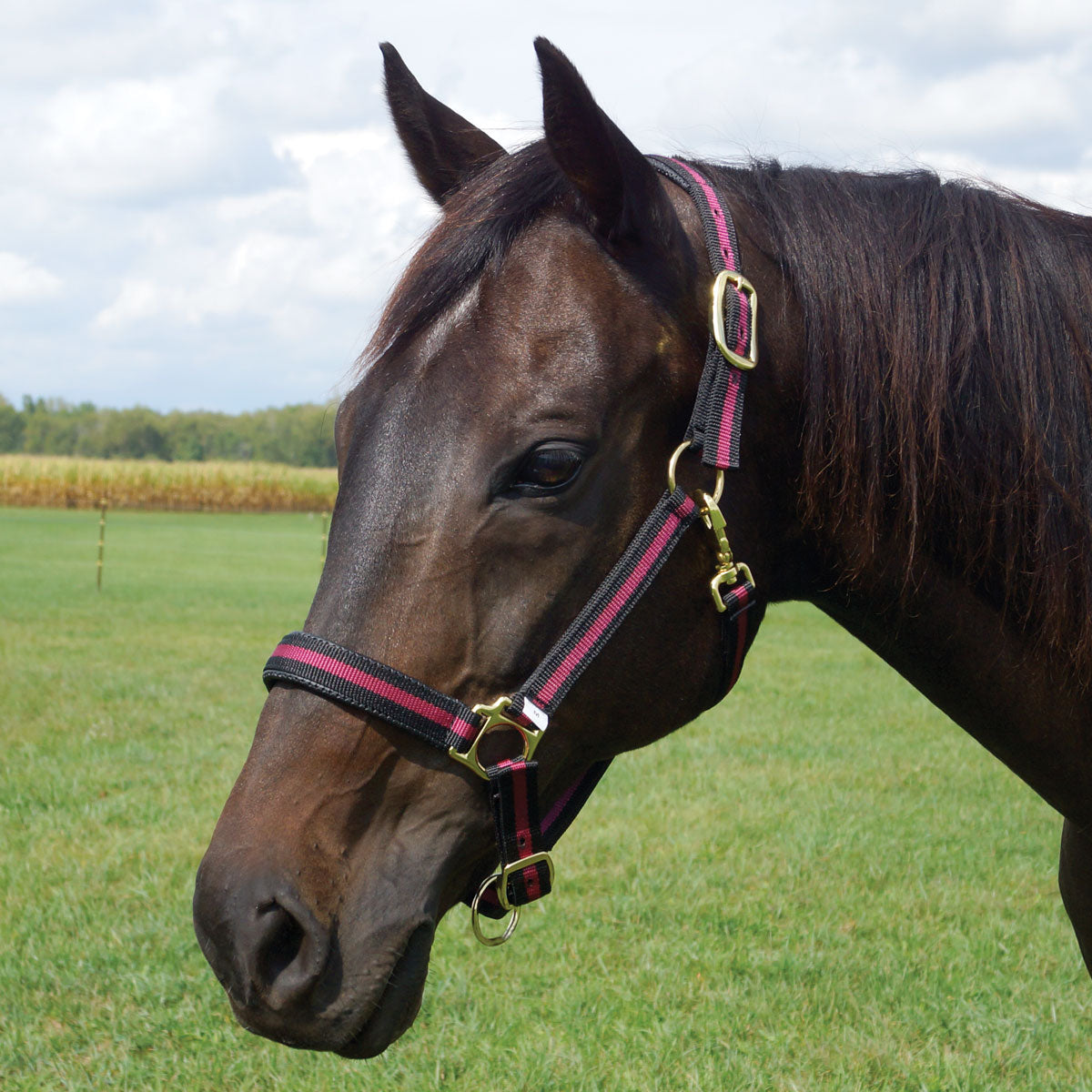 Padded Two Tone Nylon Horse Halter | Big Dee's Tack – Paddock Saddlery