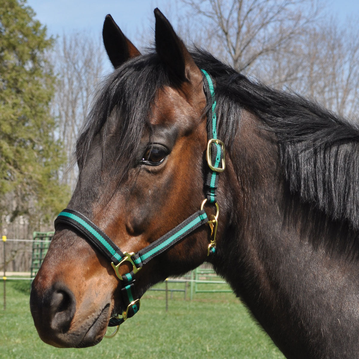 Padded Two Tone Nylon Horse Halter | Big Dee's Tack – Paddock Saddlery