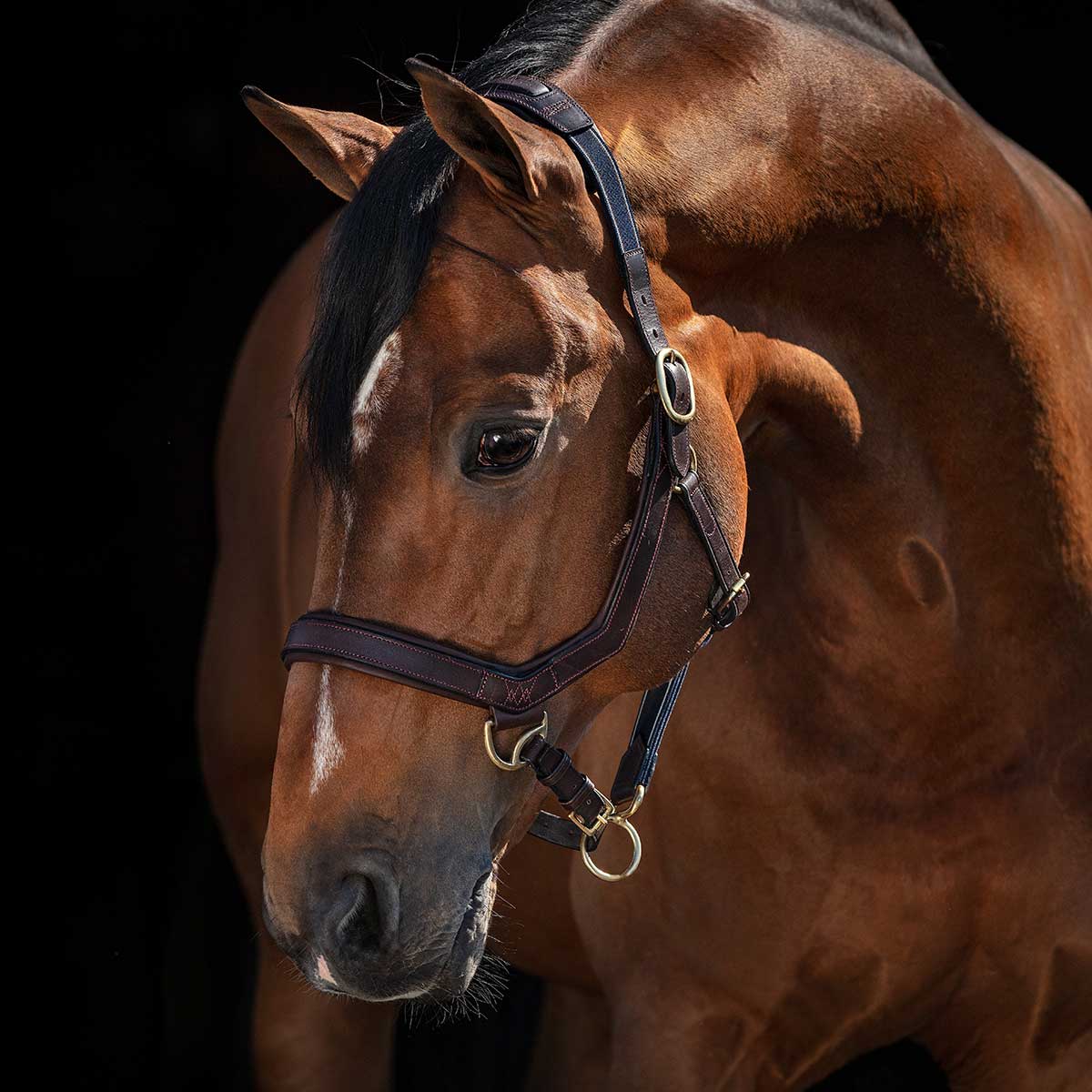 Horseware Rambo Micklem Halter | – Paddock Saddlery