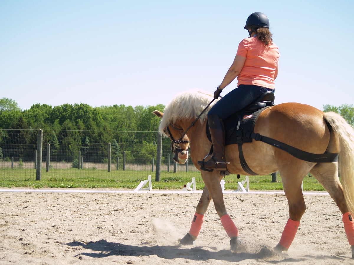 Equicore Complete Equiband System | – Paddock Saddlery