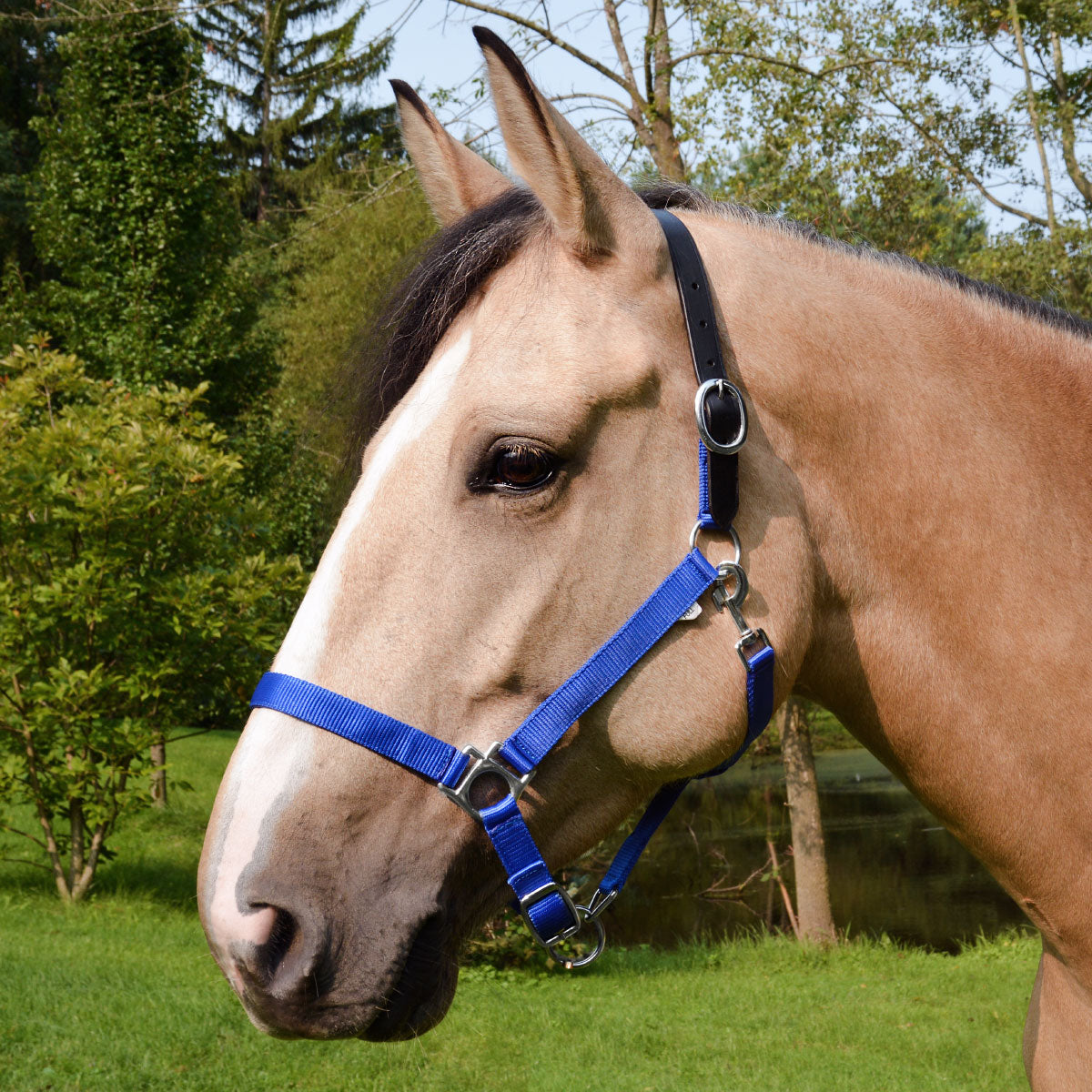 Breakaway Nylon Halter | Economic | Country Pride | – Paddock Saddlery